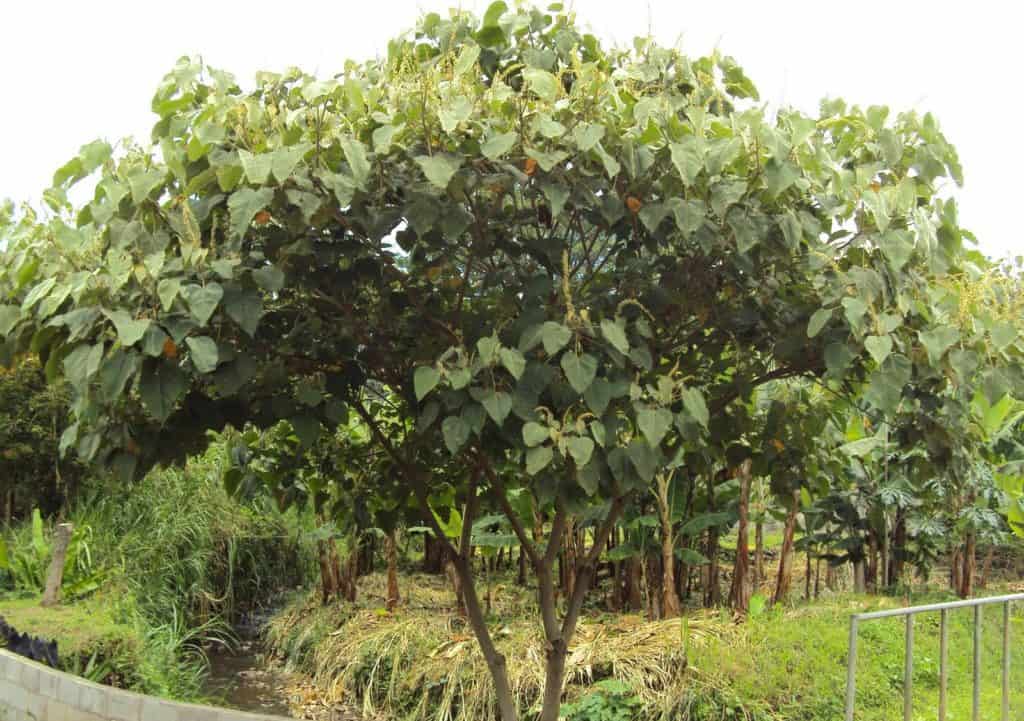 Costa Rica Nature: Top 10 Trees - No Limit Adventures Costa Rica