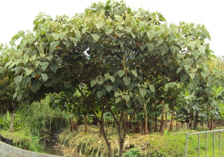 Costa Rica Nature: Top 10 Trees - No Limit Adventures Costa Rica